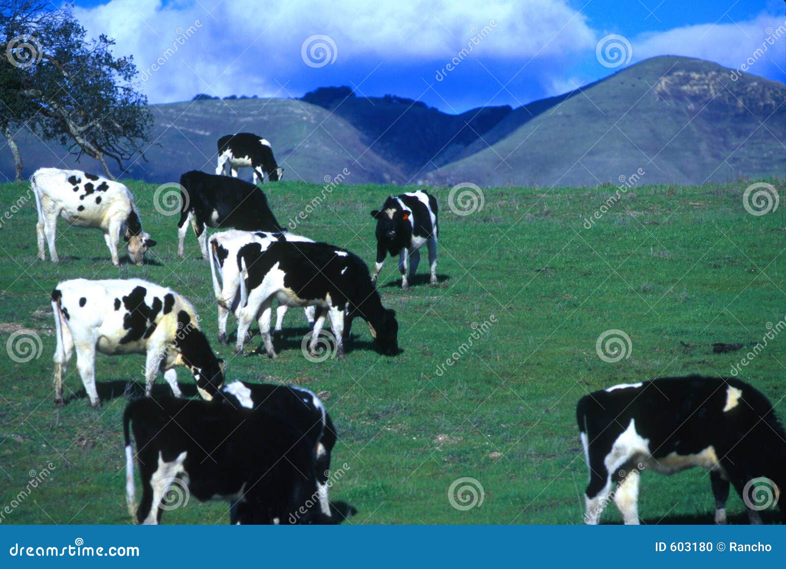 Happy California cows! stock photo. Image of pasture, rural - 603180