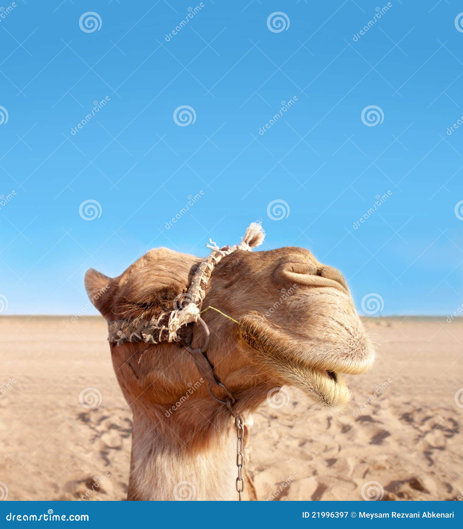 Happy camel stock image. Image of face, horizons, arab - 21996397