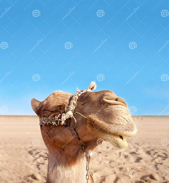 Happy camel stock image. Image of face, horizons, arab - 21996397
