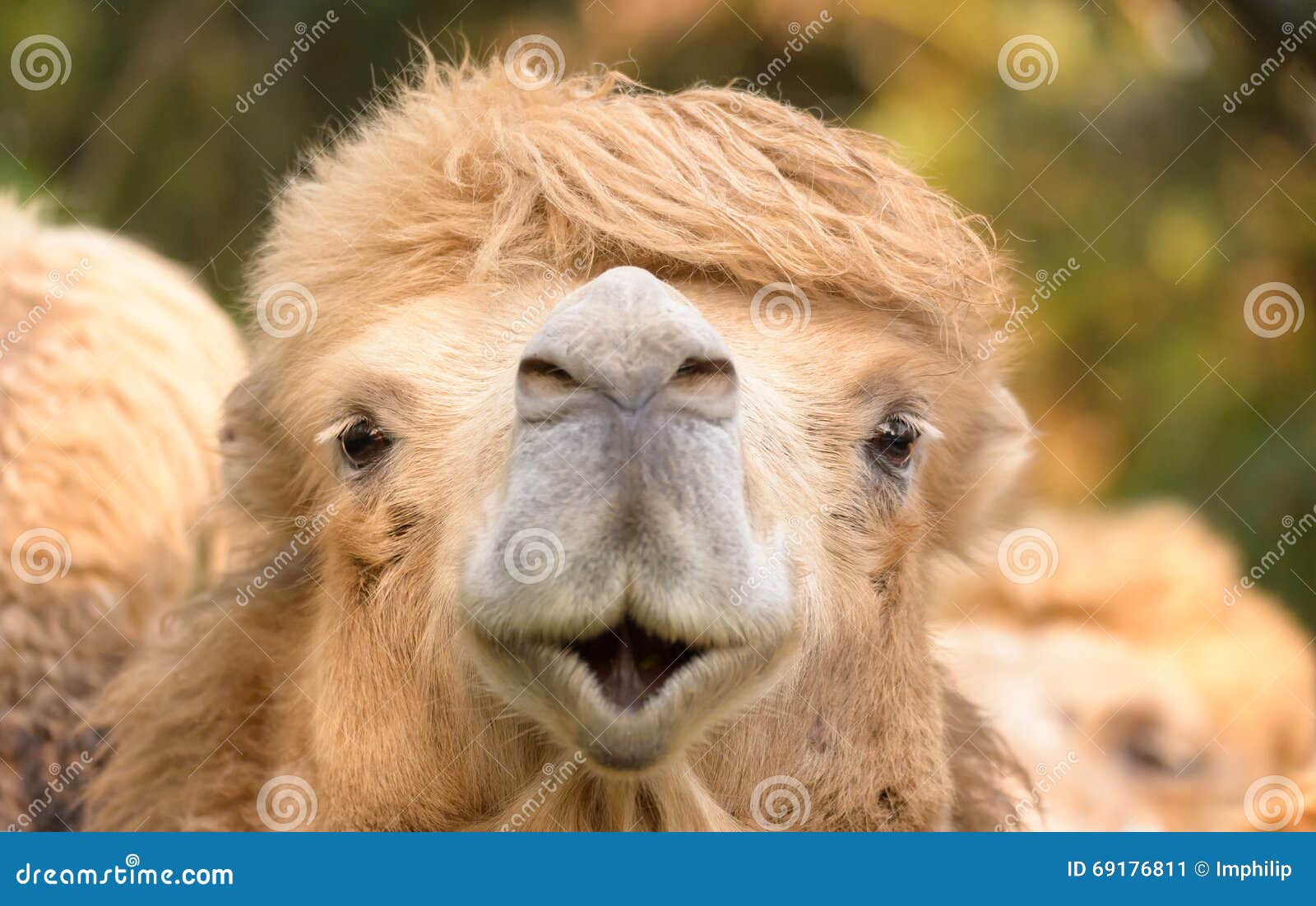 Happy camel stock image. Image of mouth, nature, happy - 69176811
