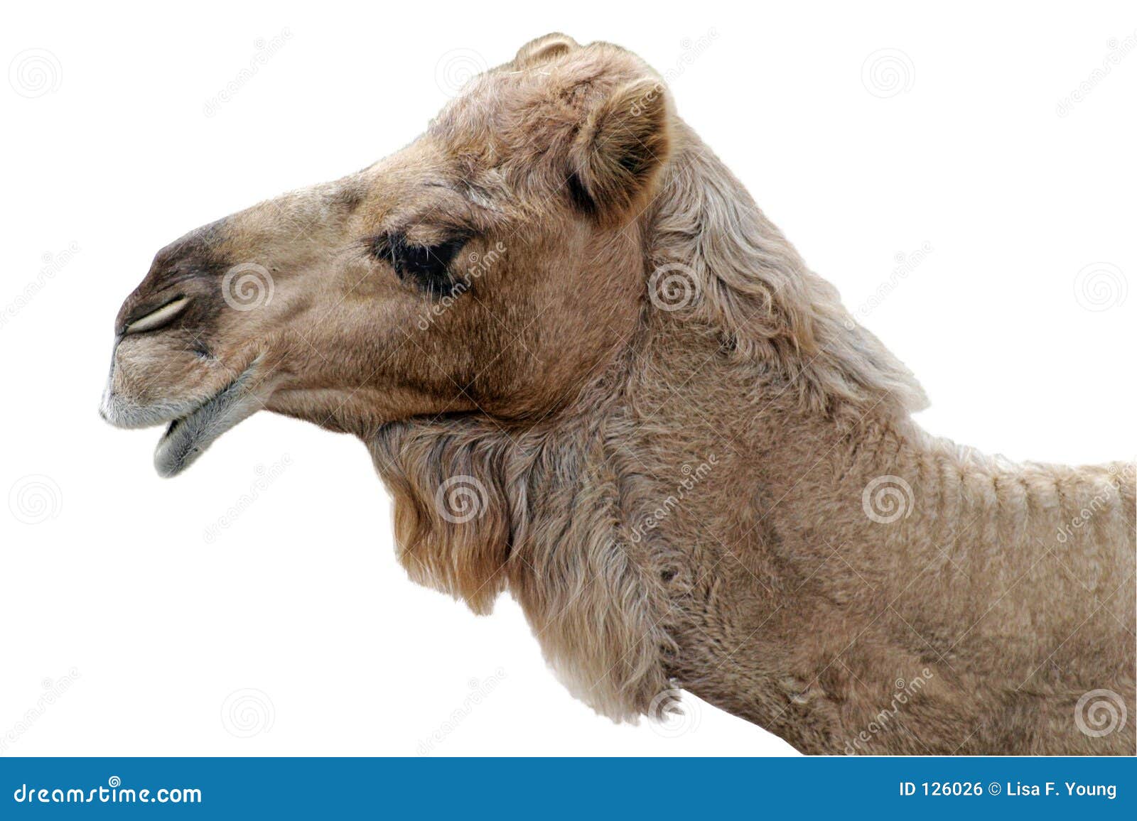 Happy Camel Isolated stock photo. Image of dromedary, hump - 126026