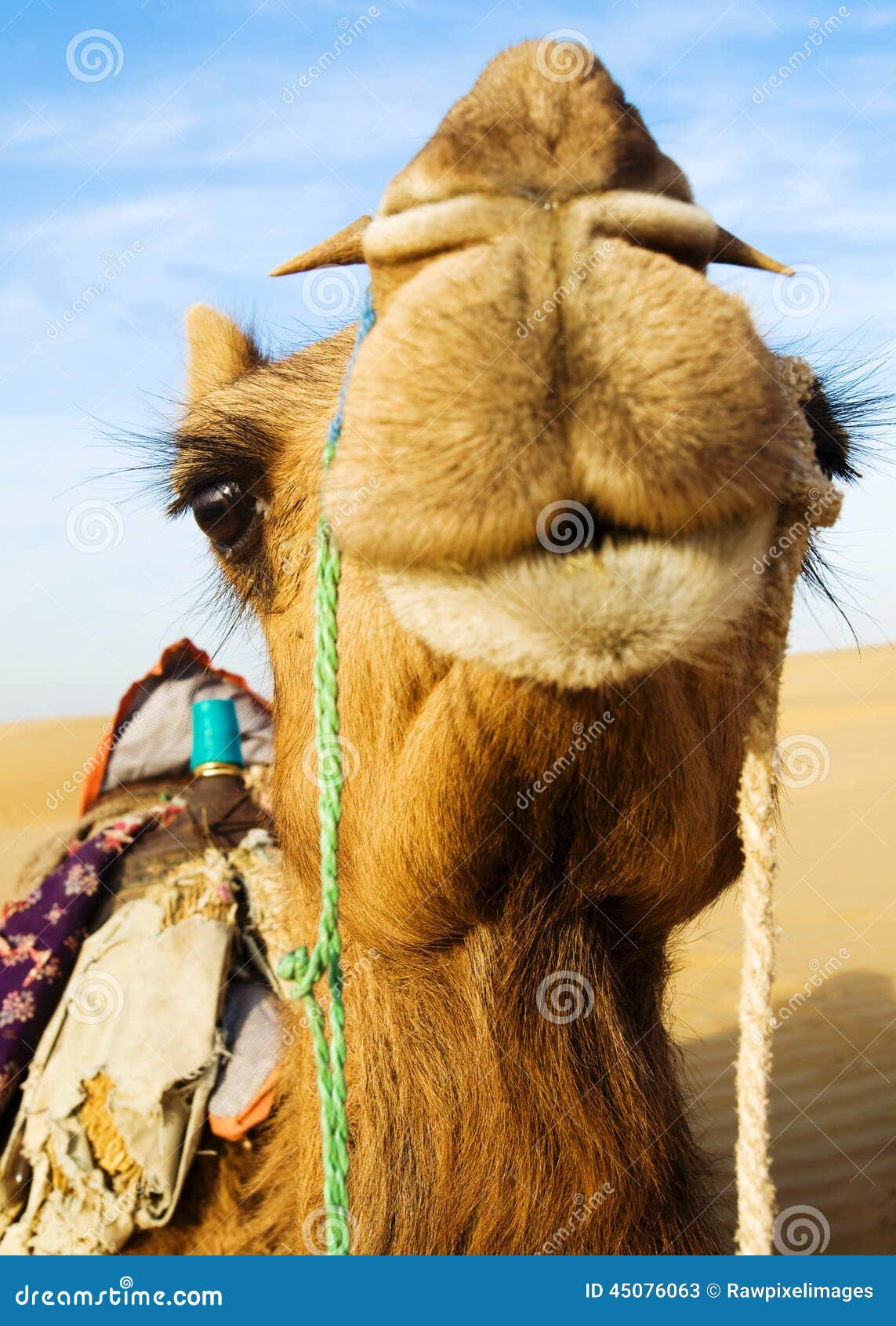 Happy Camel Smiling in the Desert Stock Image - Image of carved, arabia ...