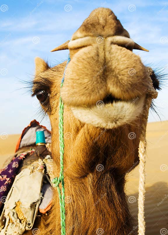 Happy Camel Smiling in the Desert Stock Image - Image of carved, arabia ...