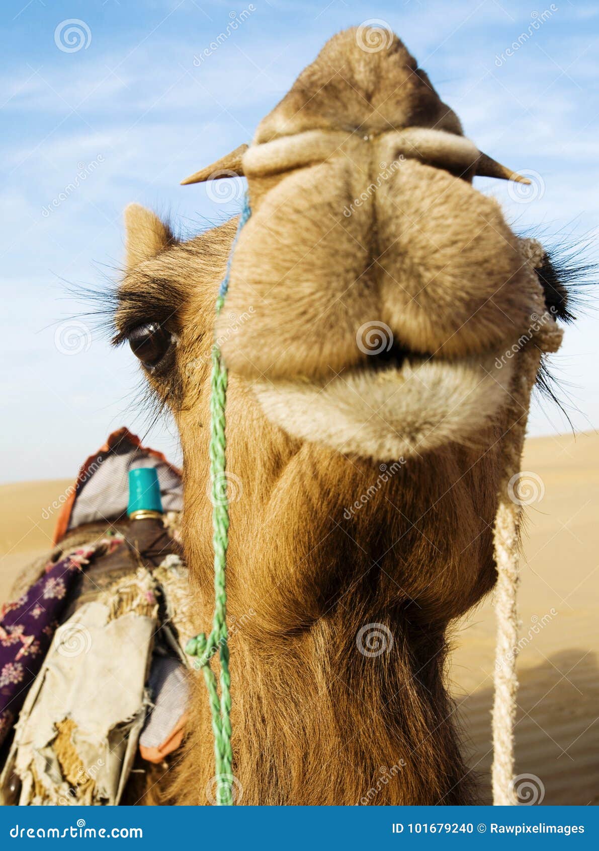 Happy Camel Smiling in the Desert. Stock Photo - Image of headshot ...