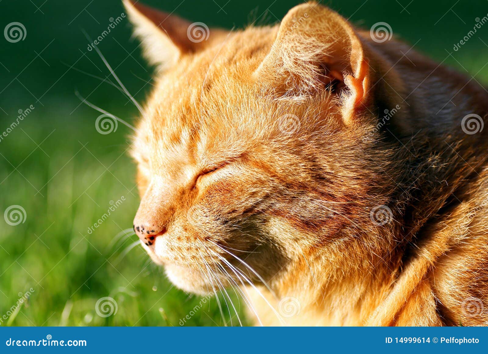 Happy cat. stock photo. Image of nature, furry, animal - 14999614