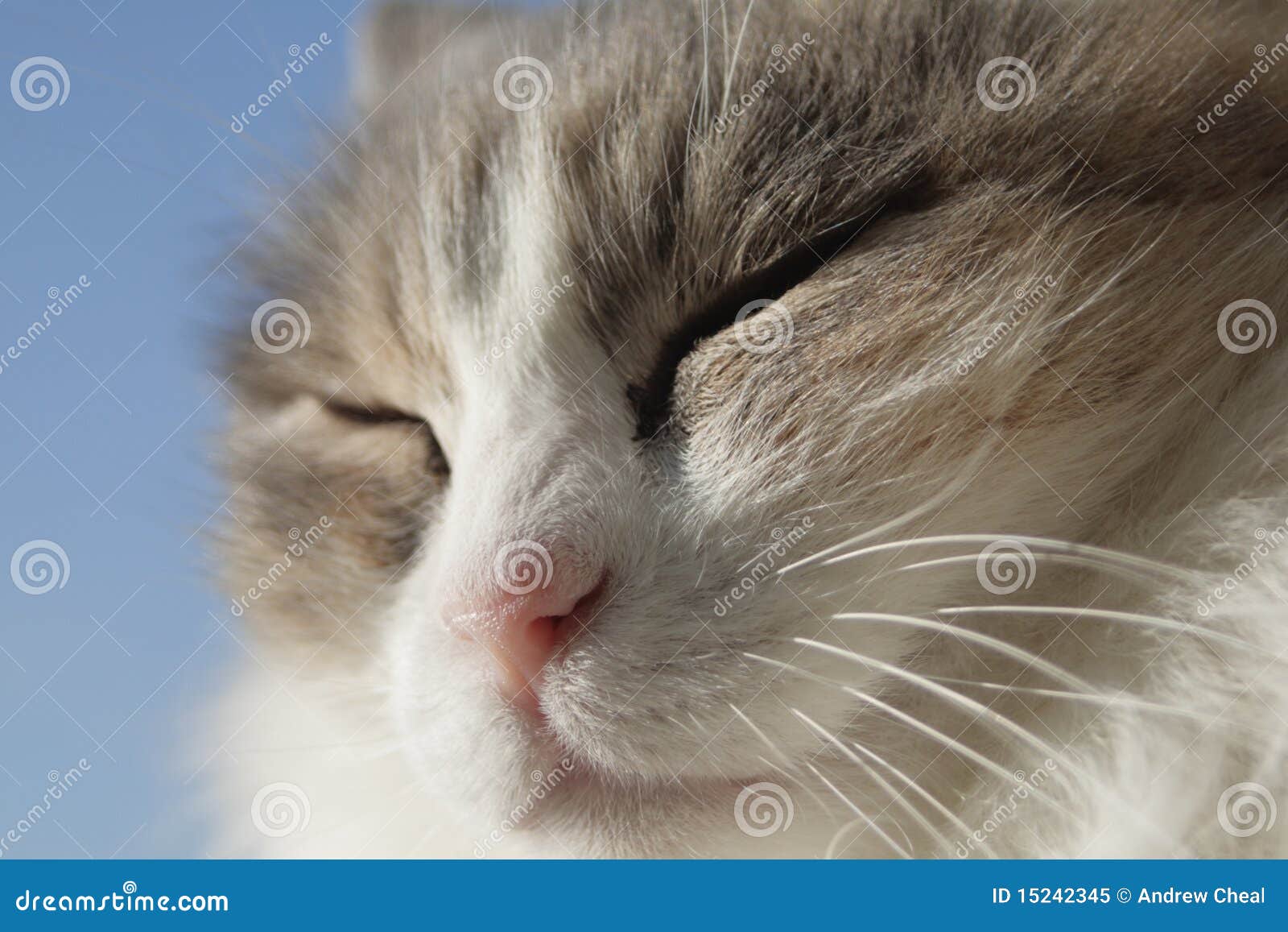 Happy Cat stock image. Image of beautiful, looking, cute - 15242345