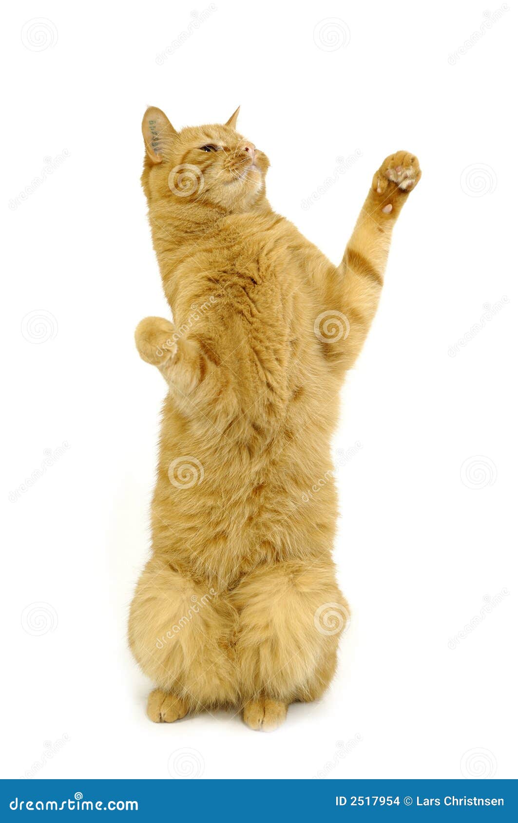 Clapping Kitten Stock Photos - Free & Royalty-Free Stock Photos from ...