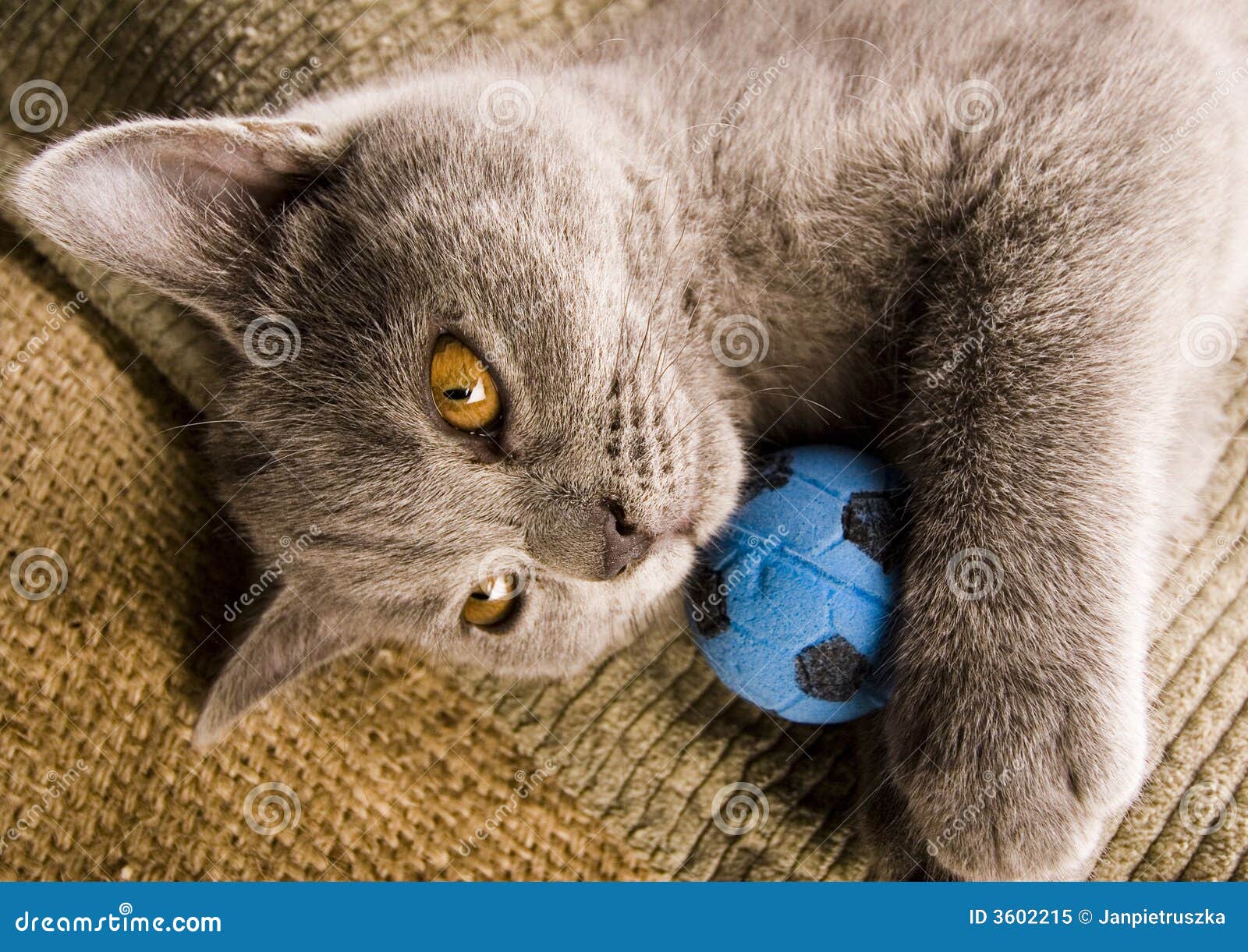 Happy cat stock image. Image of shorthairs, claw, kitty - 3602215