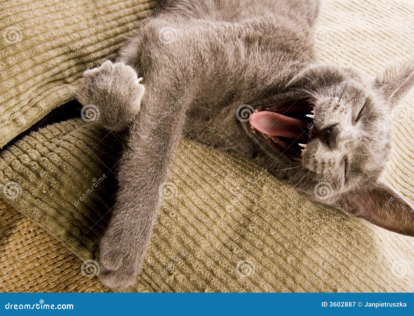 Happy cat stock image. Image of animals, coat, cats, shorthair - 3602887