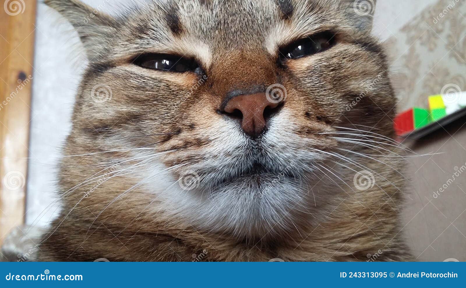 Happy cat face stock image. Image of animal, face, mammal - 243313095