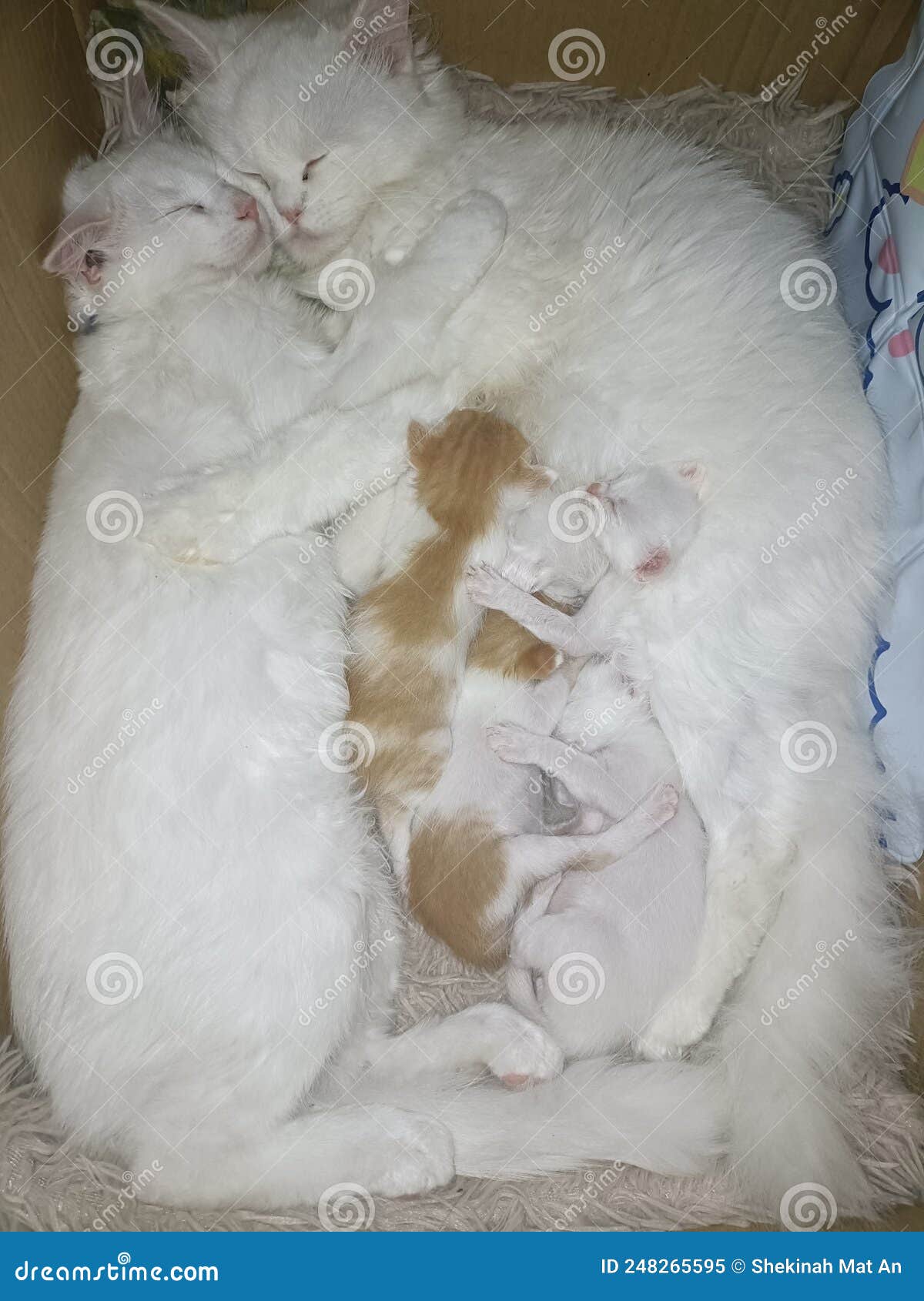 Happy Cat Family Hugging while Sleeping Stock Image - Image of animal ...