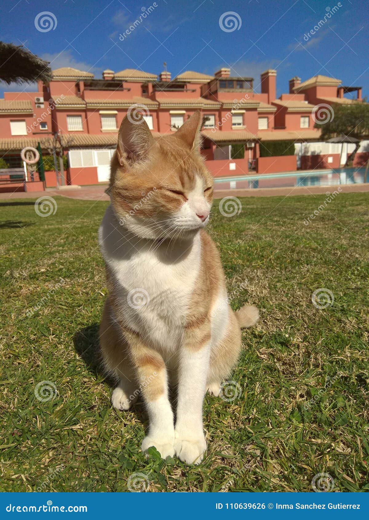 Happy cat stock photo. Image of life, animals, freedom - 110639626