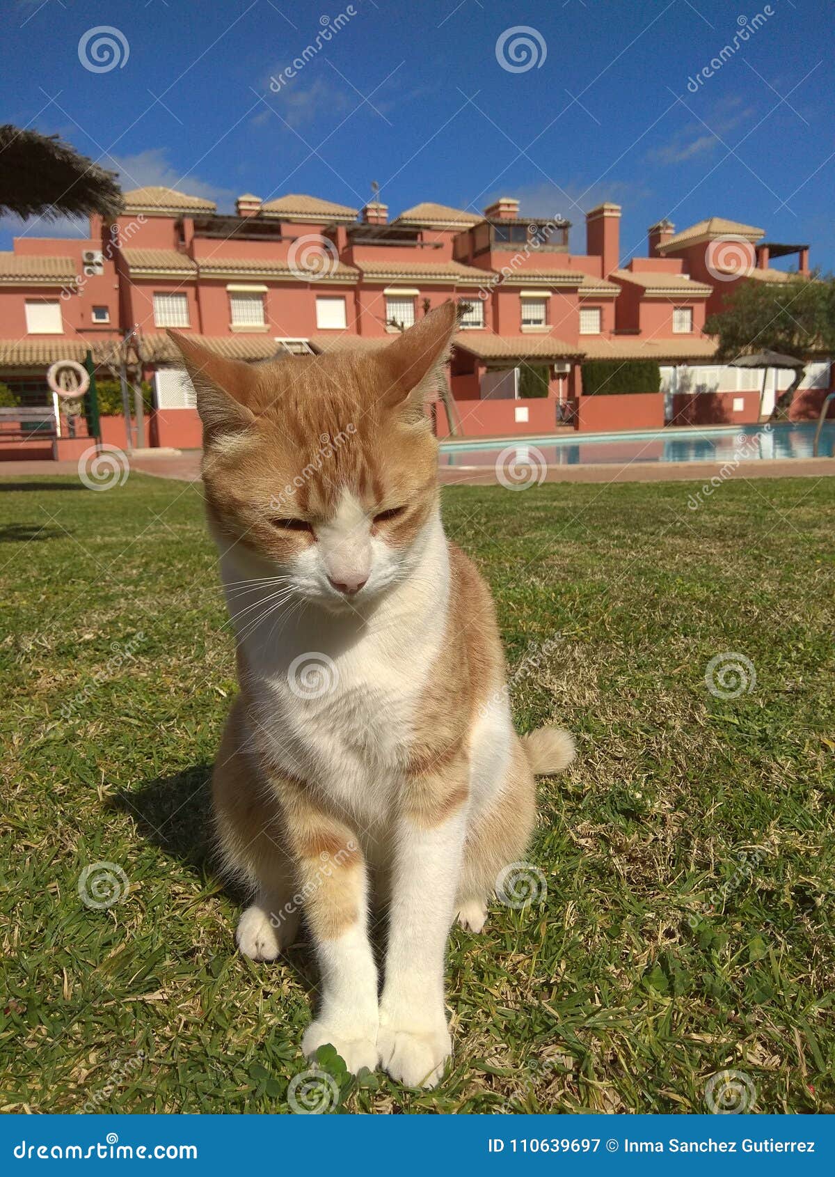 Happy cat stock image. Image of freedom, animals, life - 110639697