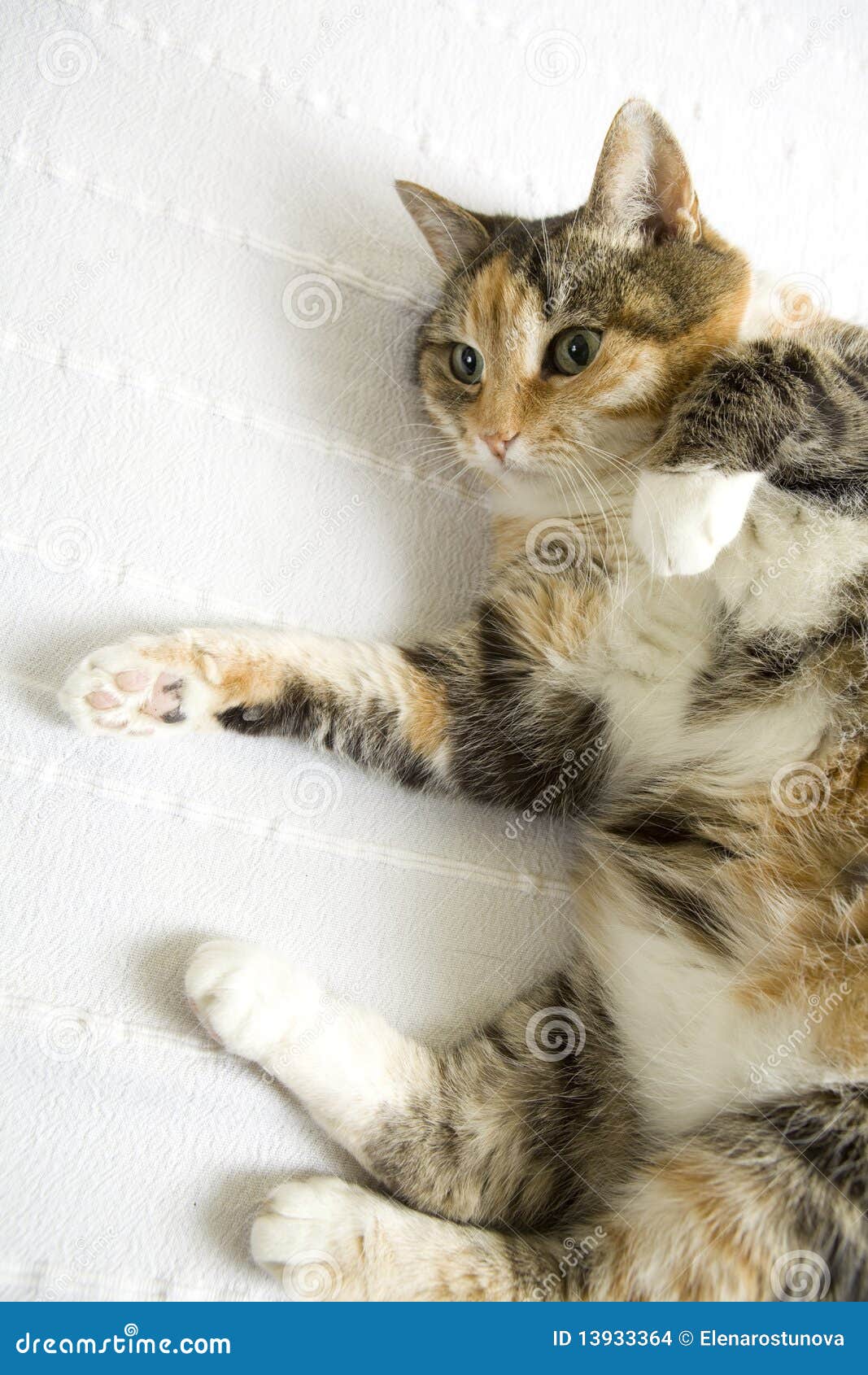 Happy cat lying on back stock photo. Image of cute, fluffy - 13933364
