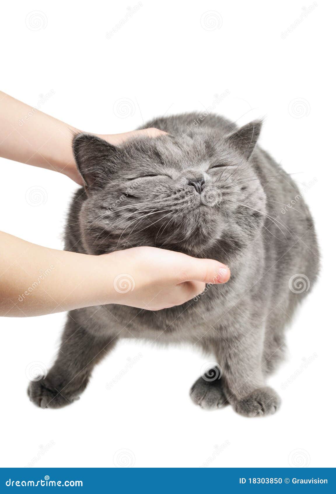Happy Cat is Pleased with Hand Stock Photo - Image of head, expression ...