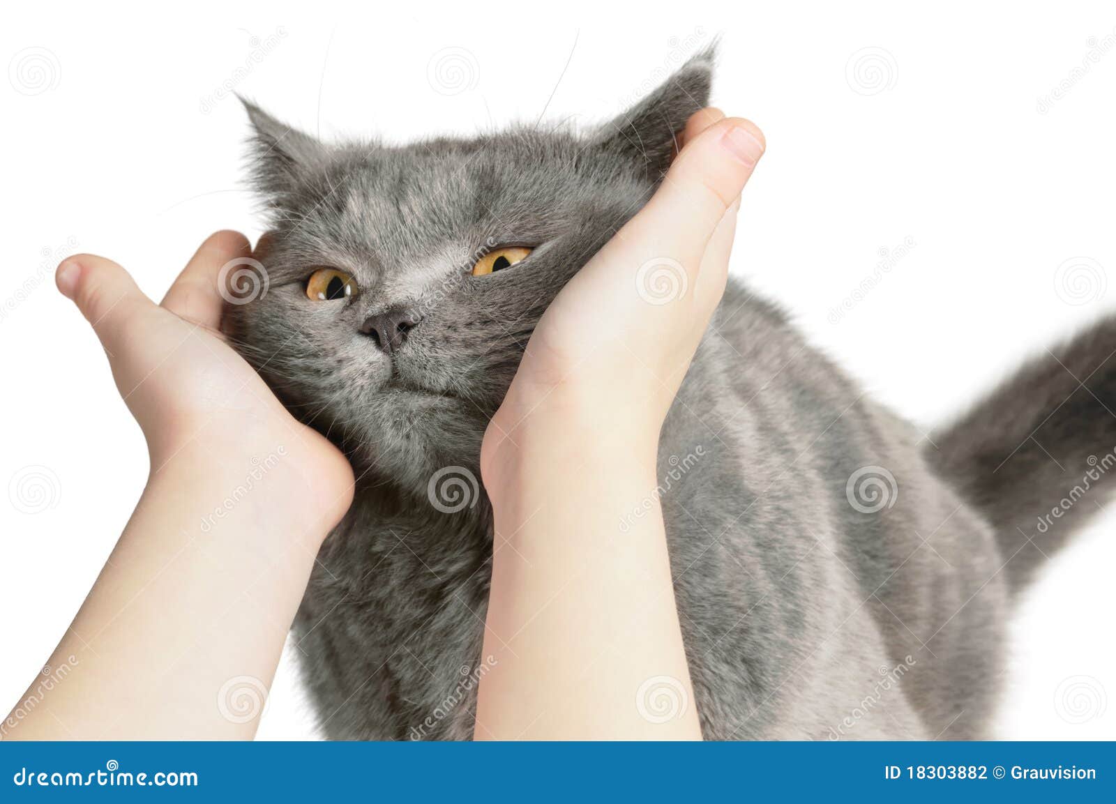 Happy Cat is Pleased with Hand Stock Photo - Image of pets, british ...