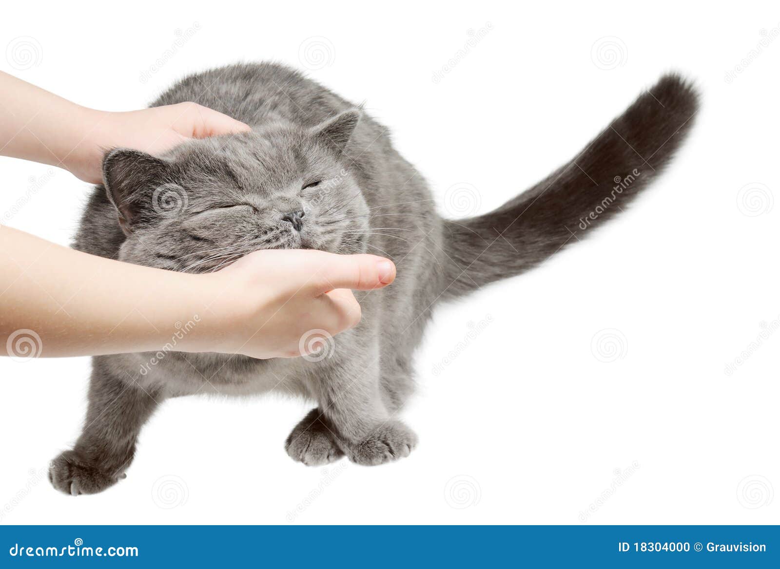 Happy Cat is Pleased with Hand Stock Photo - Image of animals ...