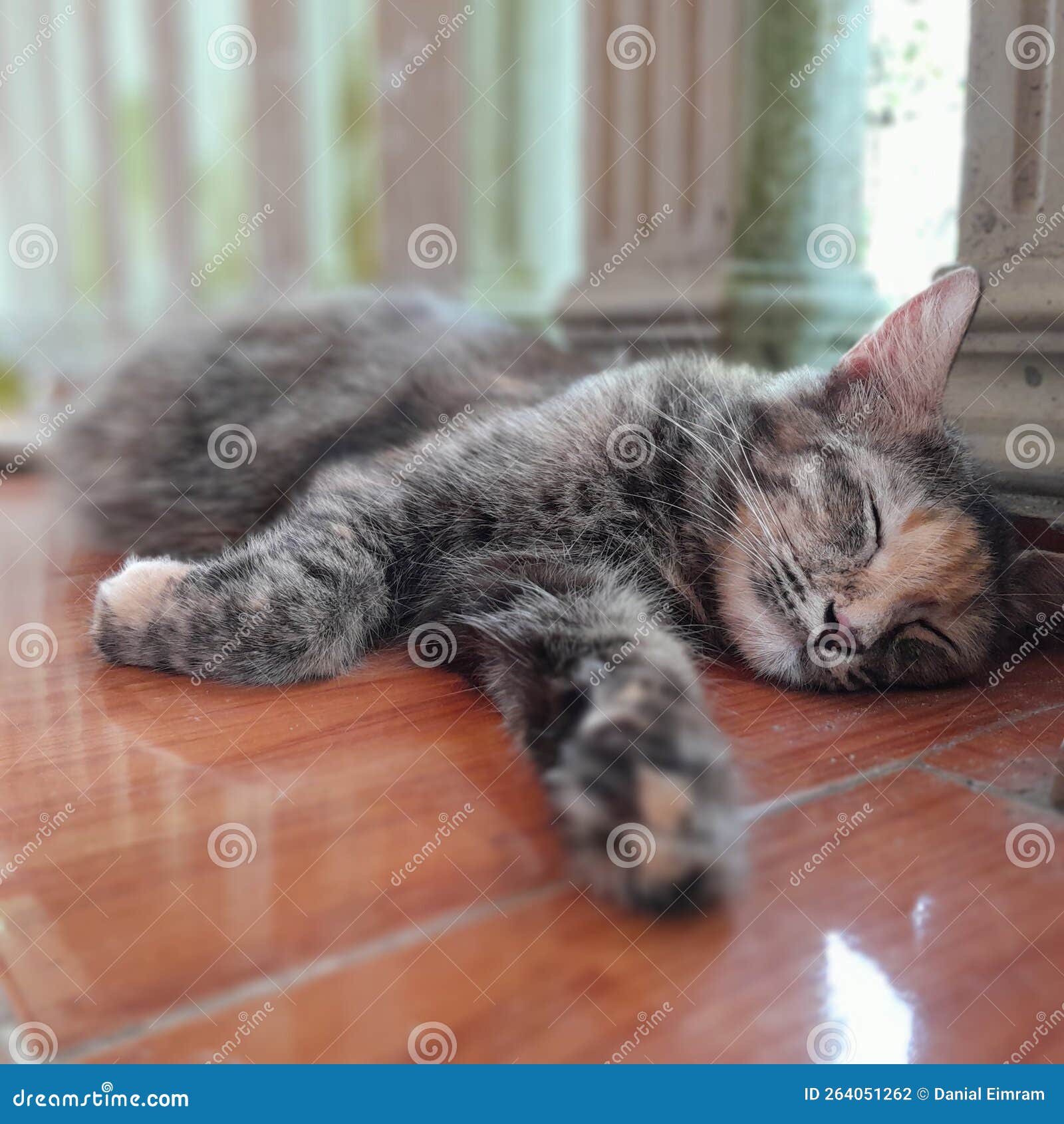 Happy Cat Sleeping while Waiting for Her Dinner Stock Photo - Image of ...