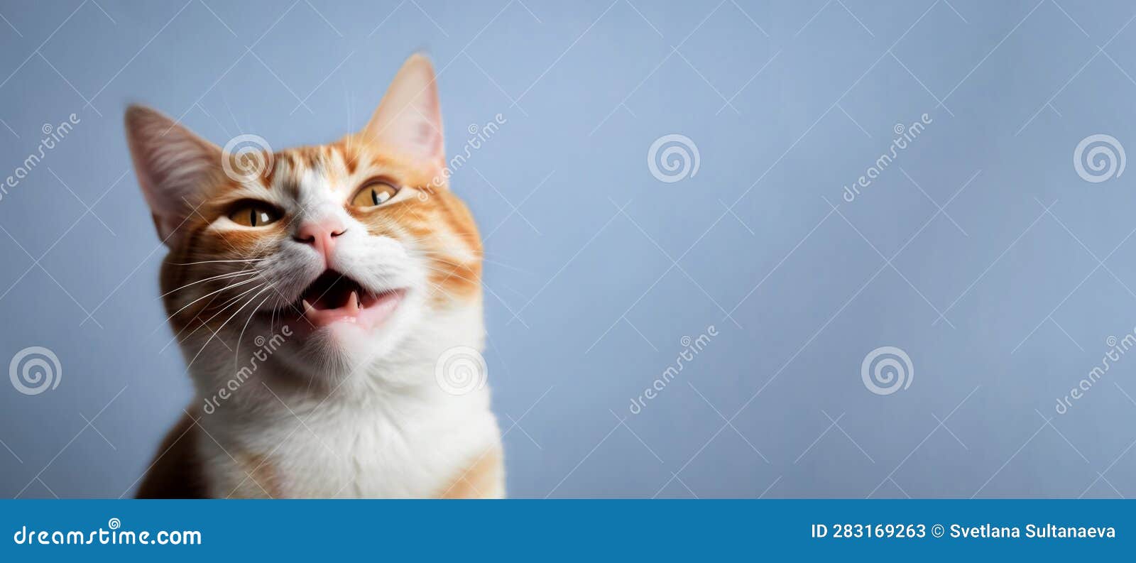 Happy Cat Smiles on a Blue Background Stock Illustration - Illustration ...