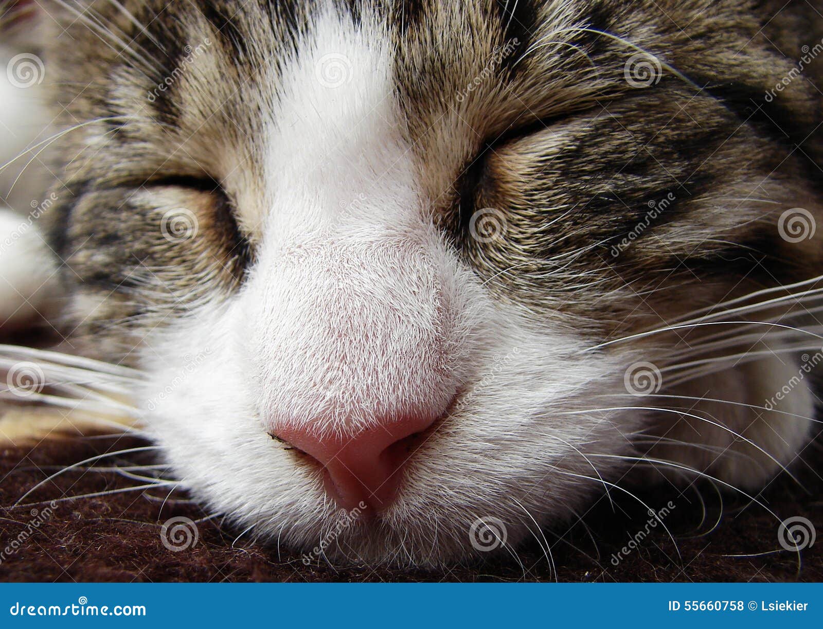 Happy cat stock photo. Image of vertebrate, funny, indoor - 55660758