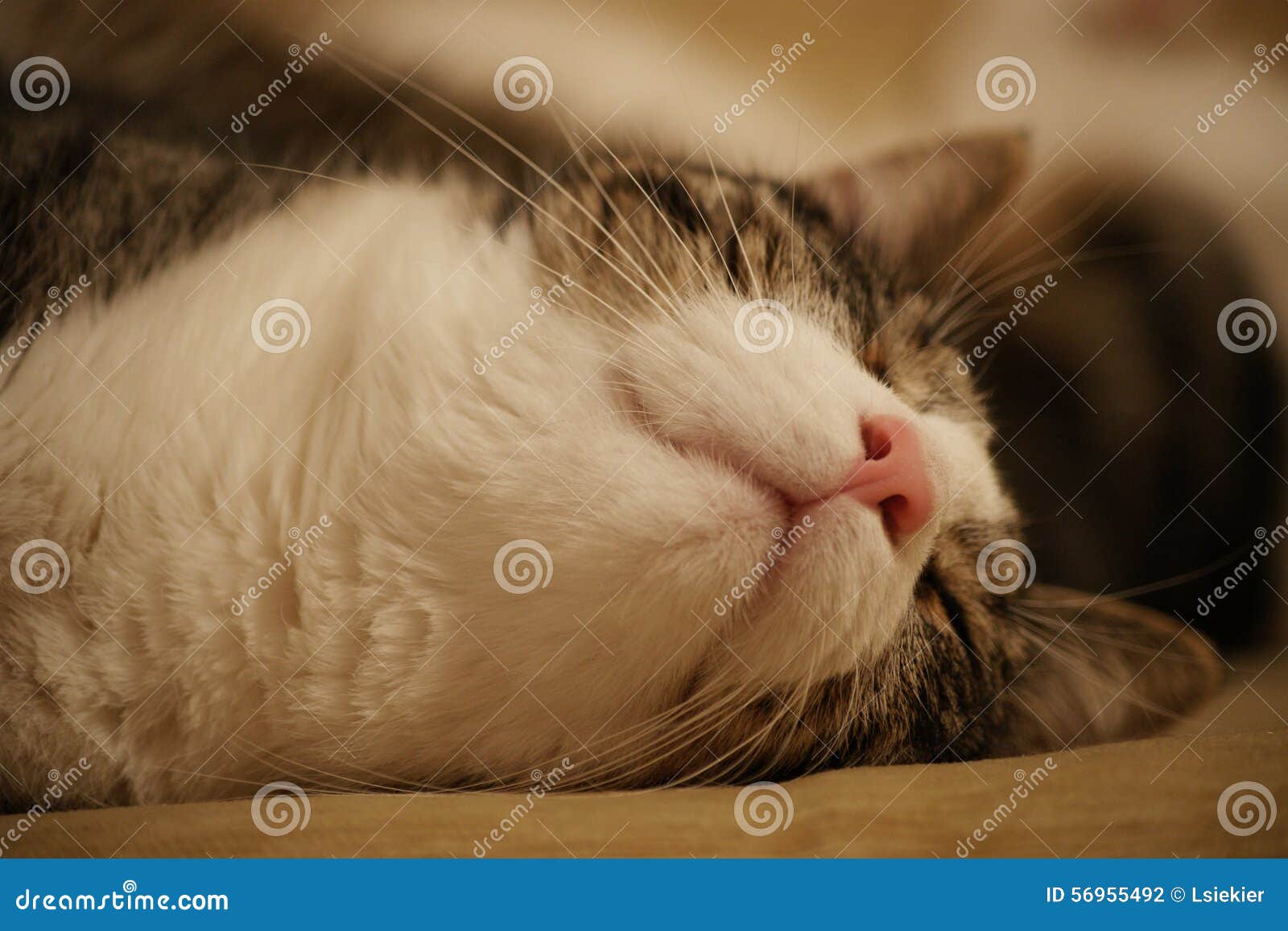 Happy cat stock photo. Image of tiger, pulpit, lucky - 56955492