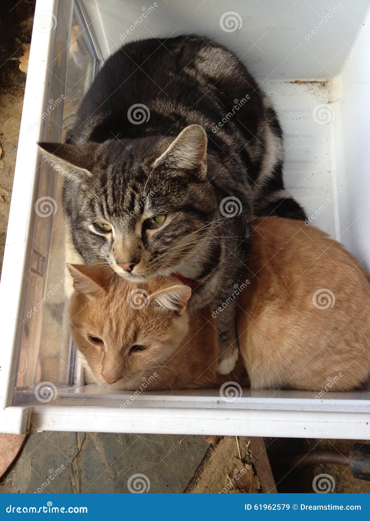 Happy Cats stock image. Image of ginger, relaxing, cats - 61962579