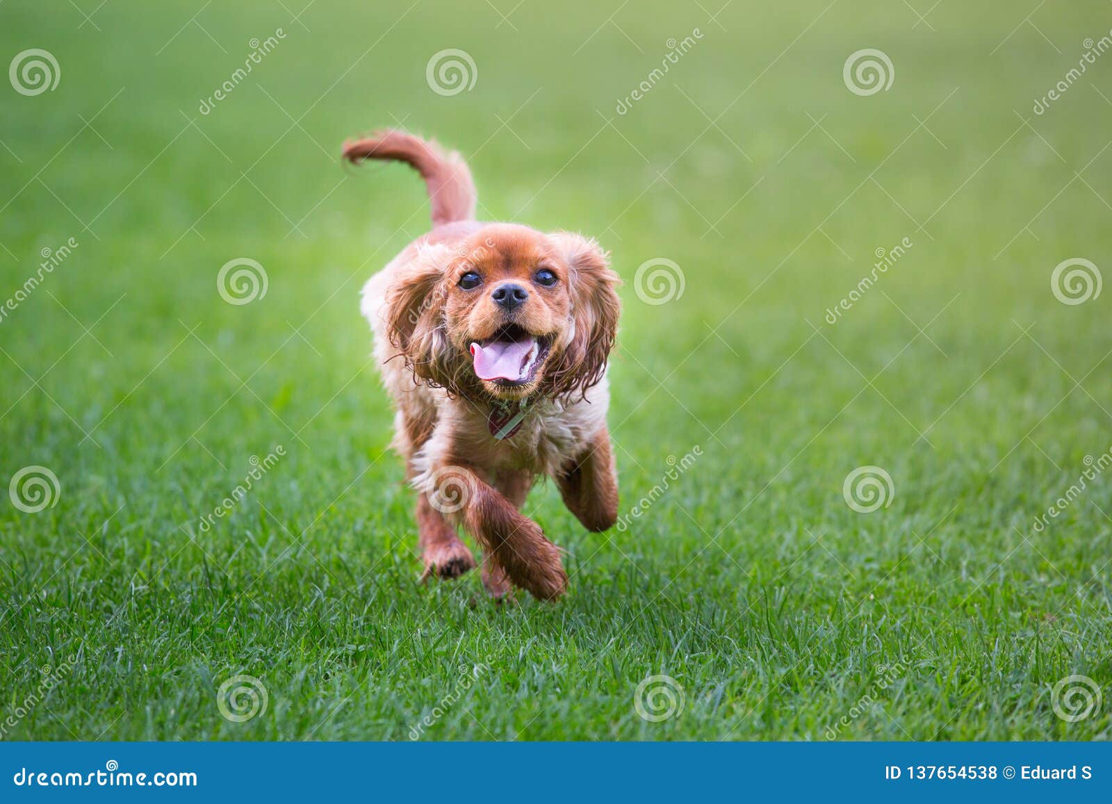 Happy Cavalier King Charles Spaniel Puppy Running Stock Photo - Image ...
