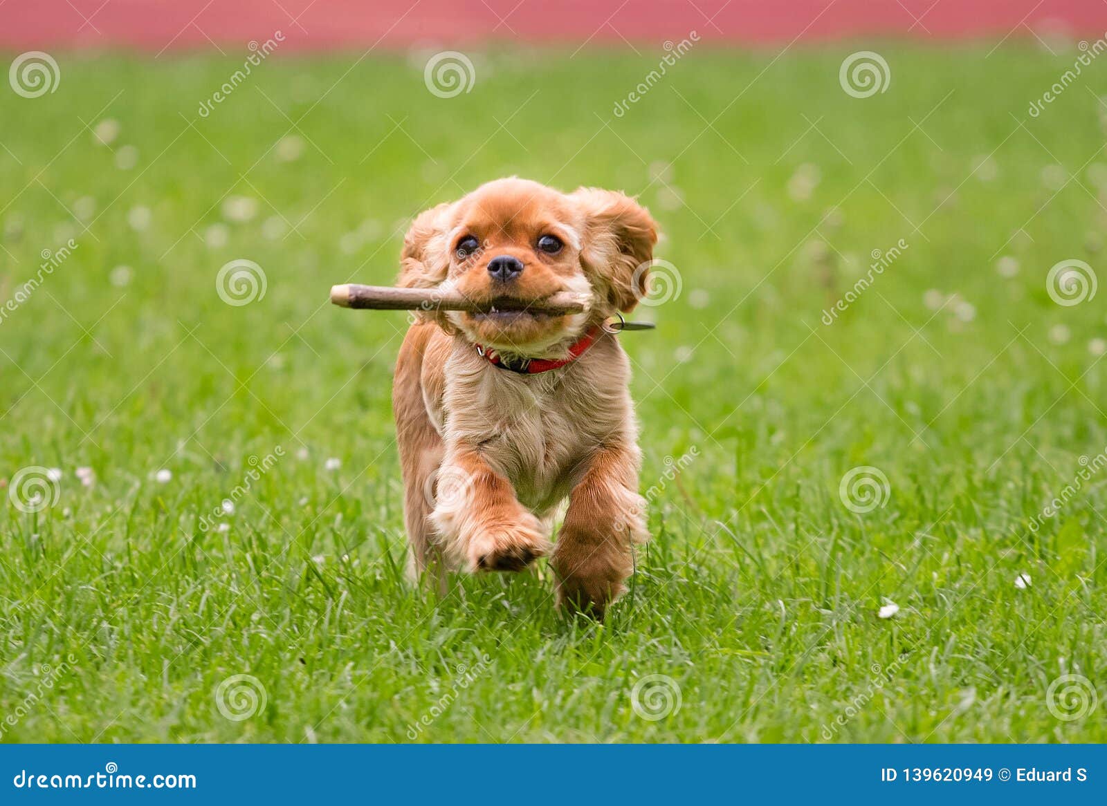 Happy Cavalier King Charles Spaniel Running with a Stick Stock Image ...