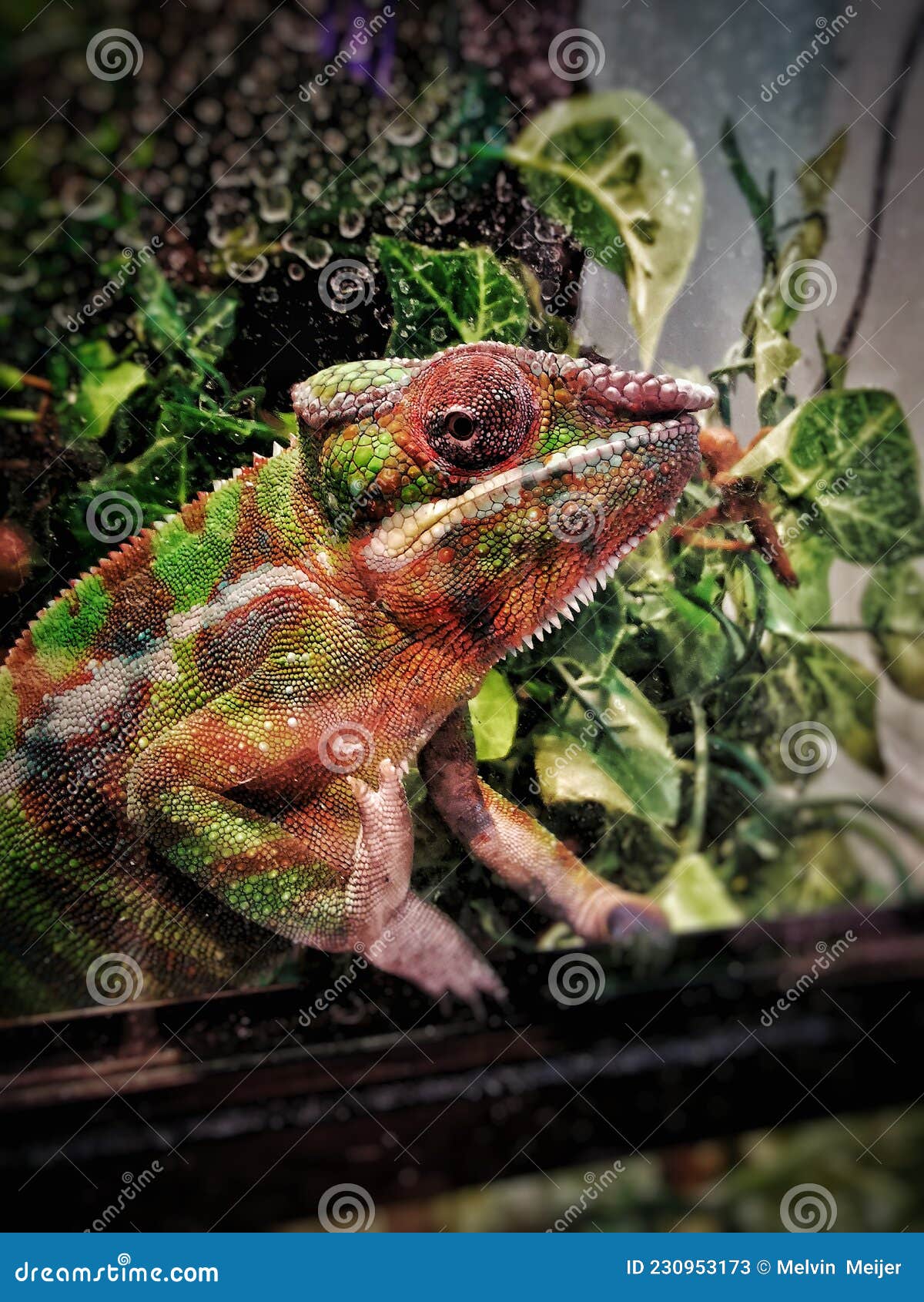 Happy Chameleon Want To Go Out Stock Image - Image of produce, food ...