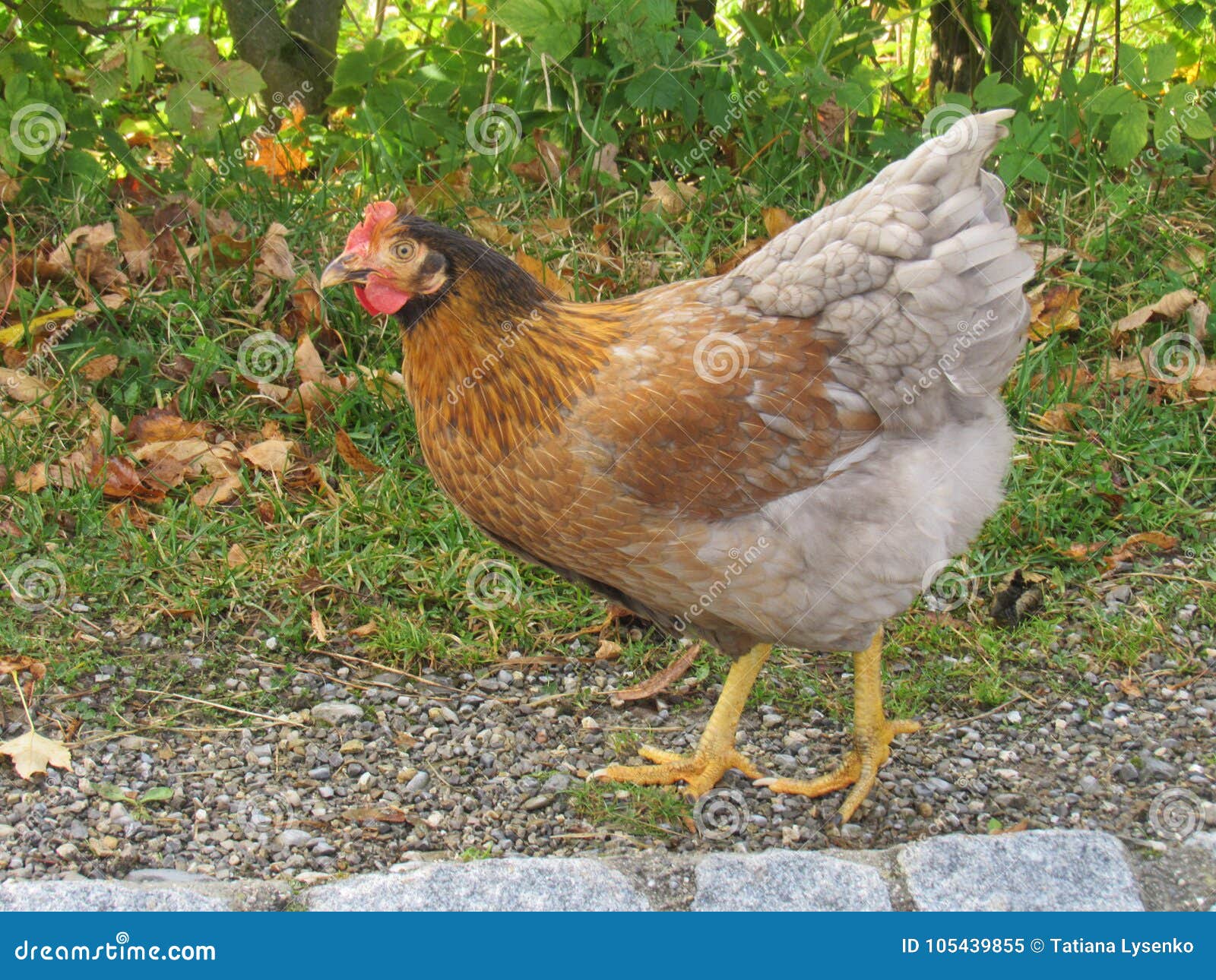 Happy Chicken Royalty-Free Stock Photography | CartoonDealer.com #228194807