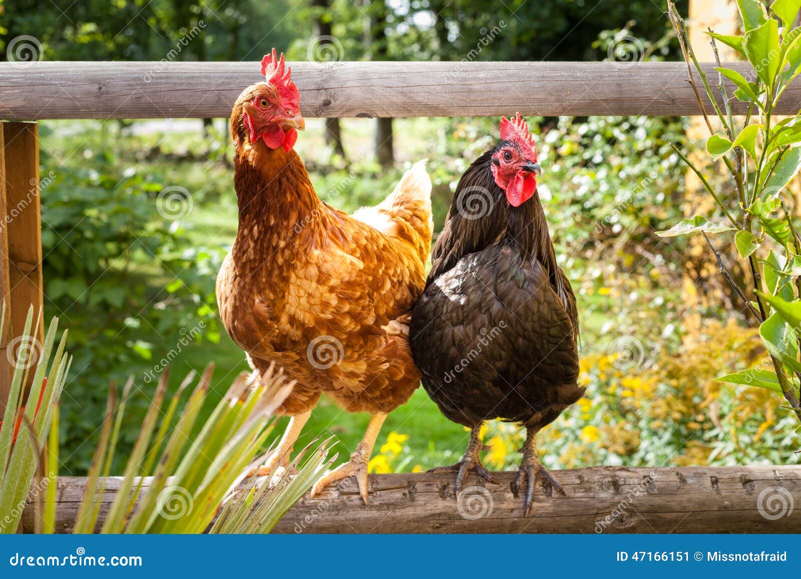 Happy chickens stock image. Image of chicken, chick, farm - 47166151