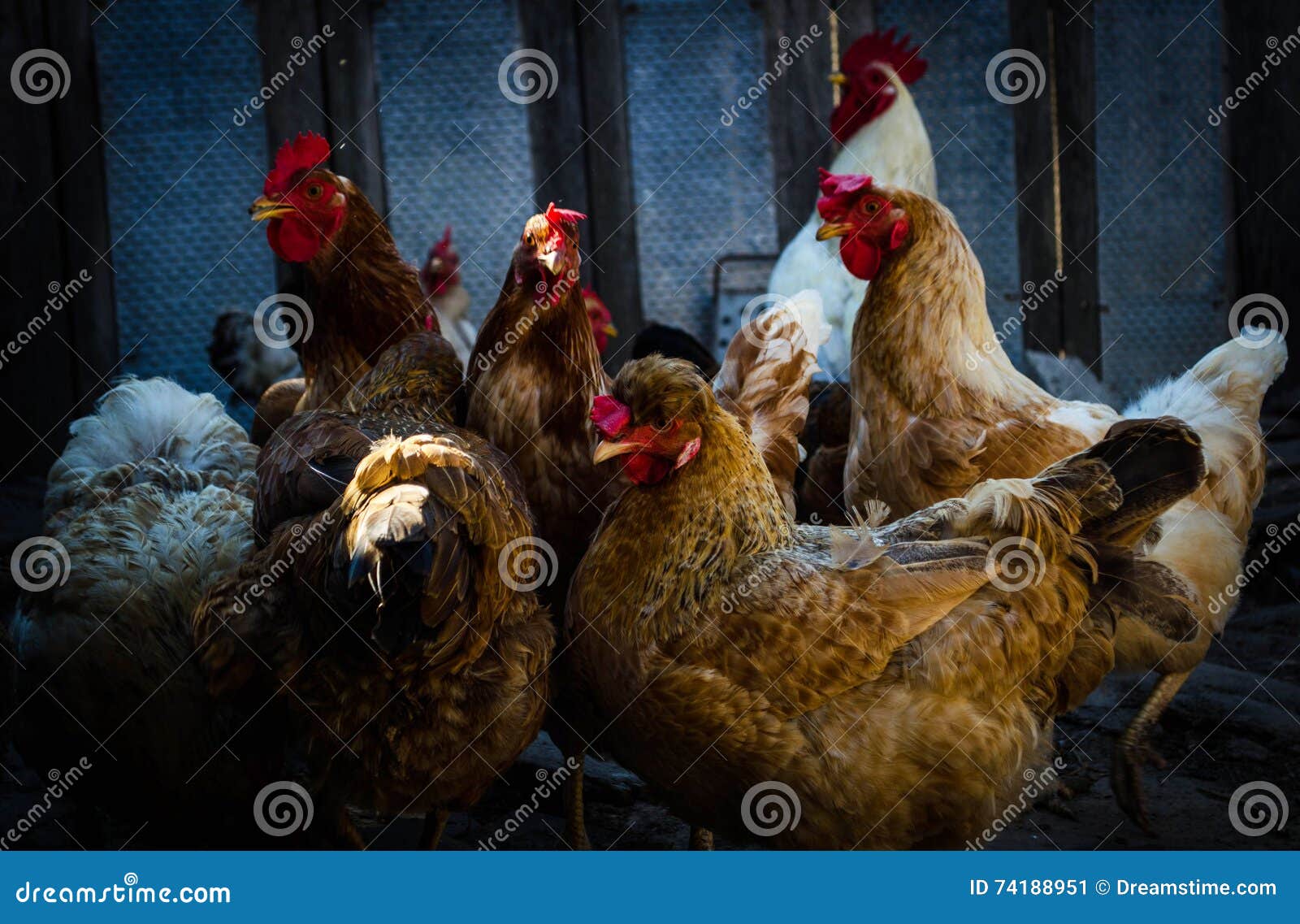 Happy chickens stock image. Image of cockerel, outside - 74188951