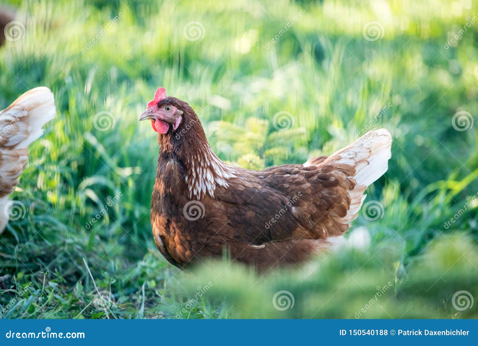 Happy Chickens in the Own Garden Stock Photo - Image of brown, garden ...
