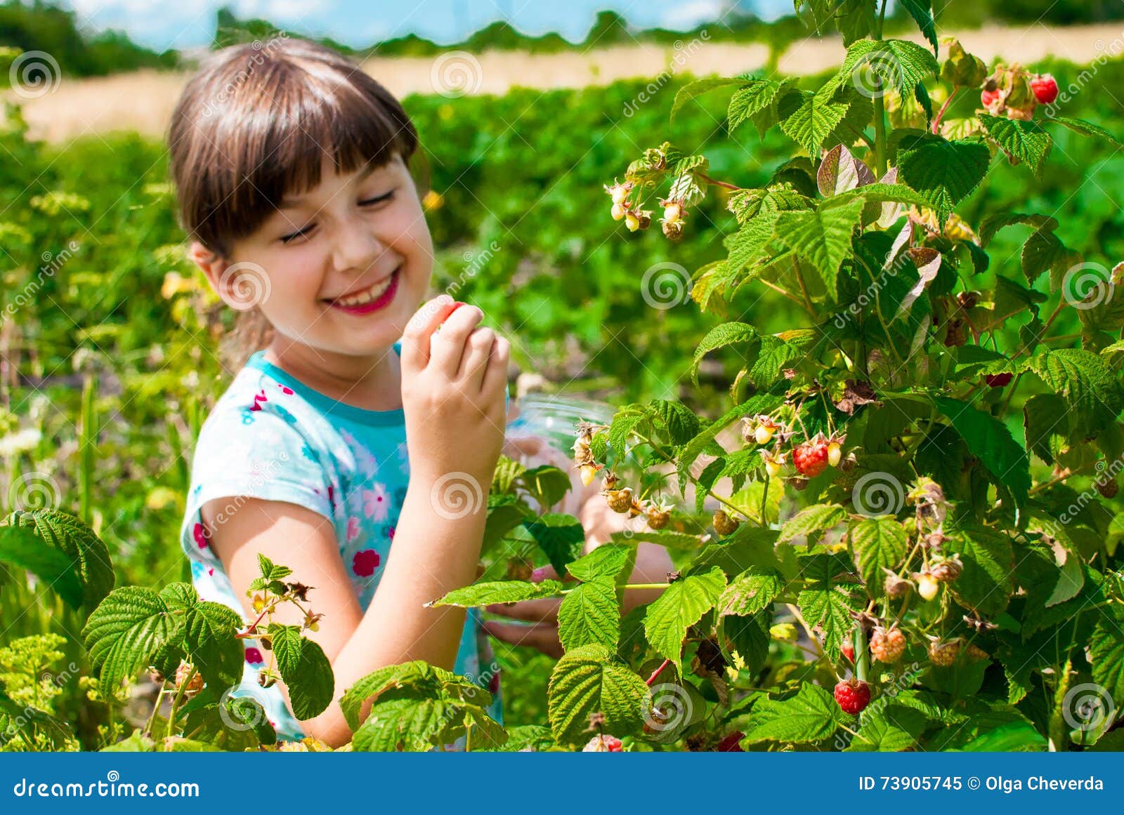 Happy Child Collects and Eats Raspberries Stock Image - Image of green ...