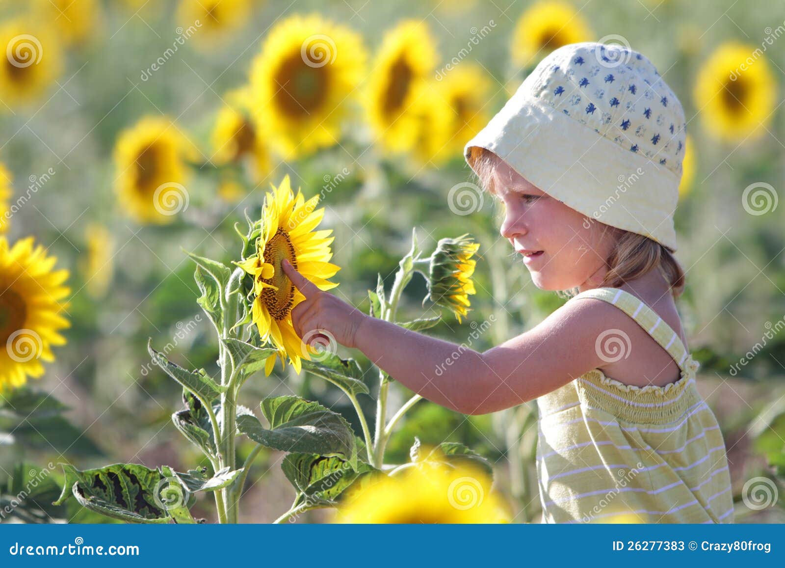 Child And Sunflower Royalty-Free Stock Image | CartoonDealer.com #28435768
