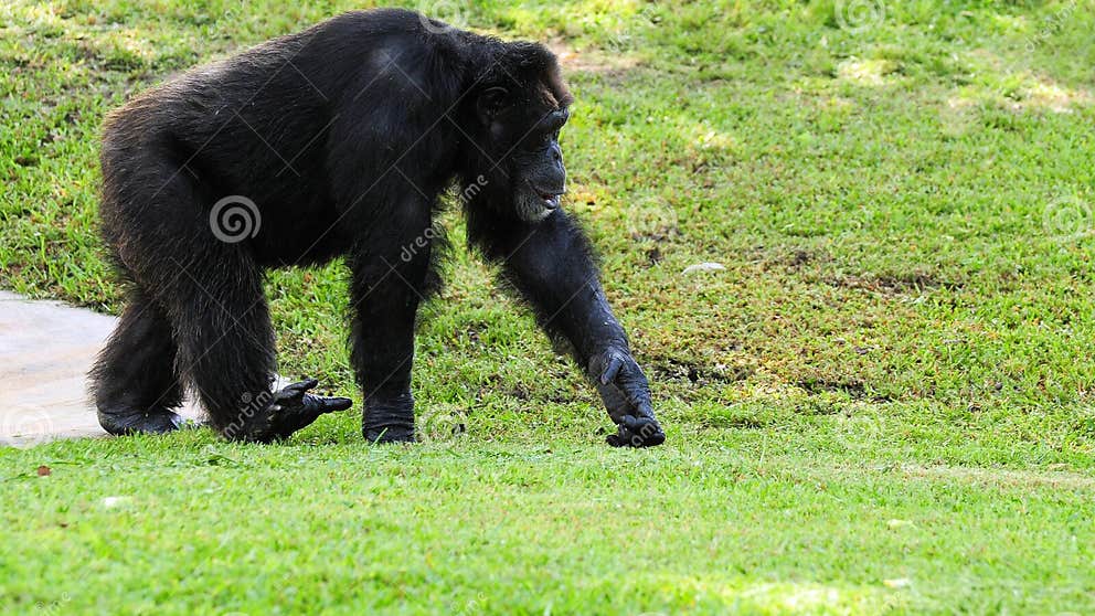 Happy Chimp stock photo. Image of primates, primate, chimp - 20782364