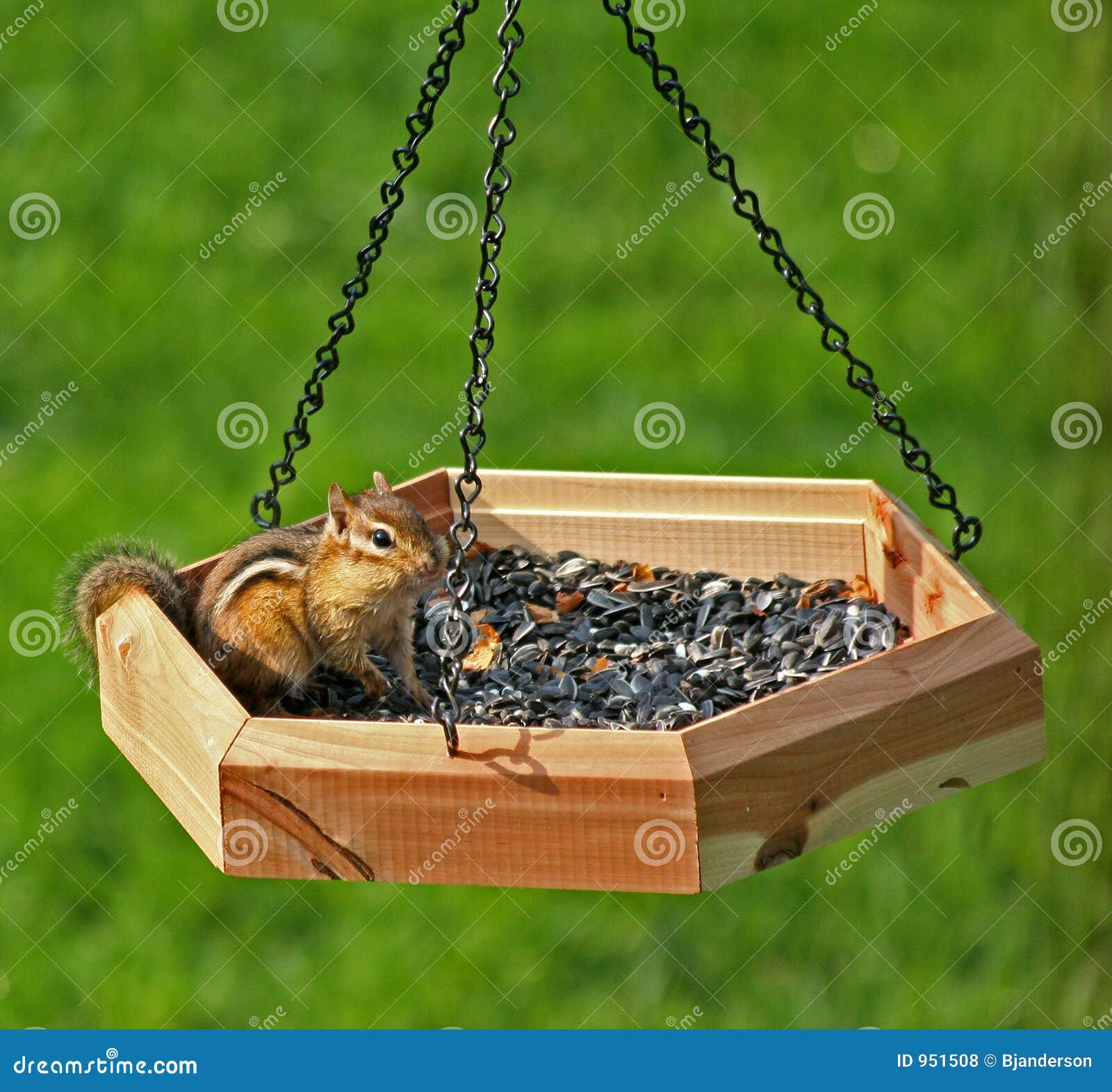 Happy Chipmunk in Birdfeeder Stock Photo - Image of wildlife, hanging ...