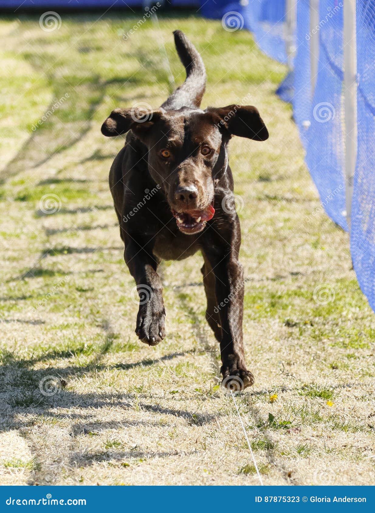 Happy Chocolate Lab Chasing a Lure Stock Image - Image of retriever ...