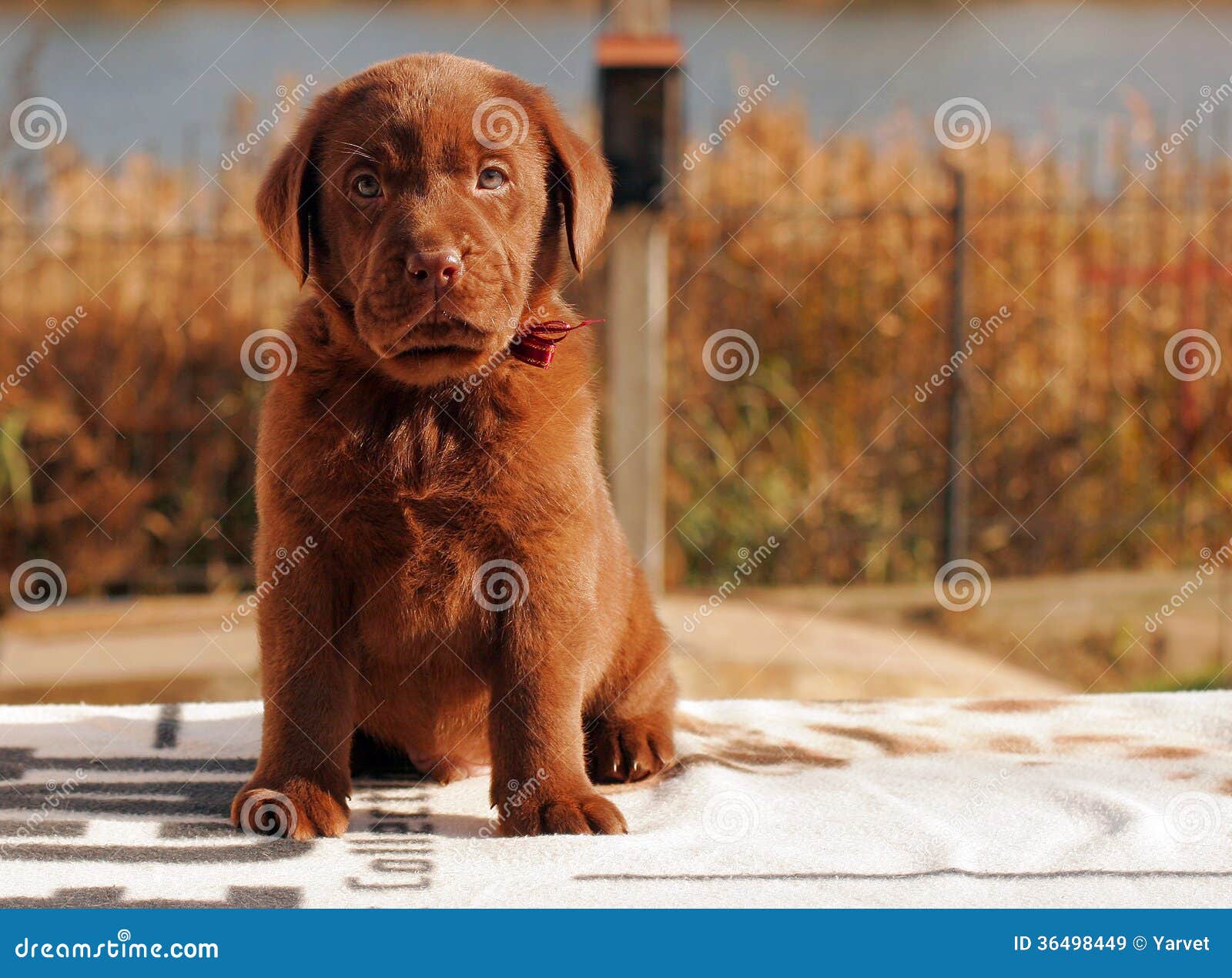 Happy Chocolate Labrador Puppy Stock Image - Image of looking, blue ...