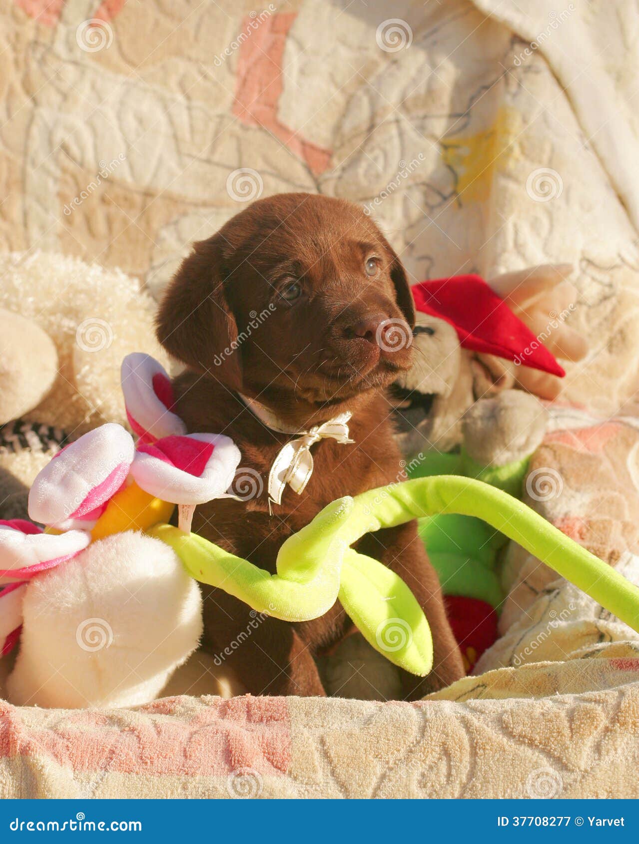 Happy Chocolate Labrador Puppy with Toys Stock Image - Image of ...