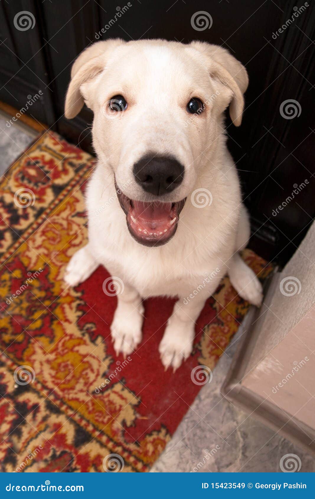 Happy clever dog looks up stock image. Image of labrador - 15423549