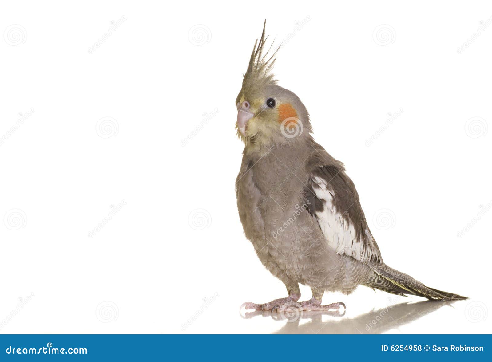 Happy Cockatiel stock photo. Image of high, small, normal - 6254958