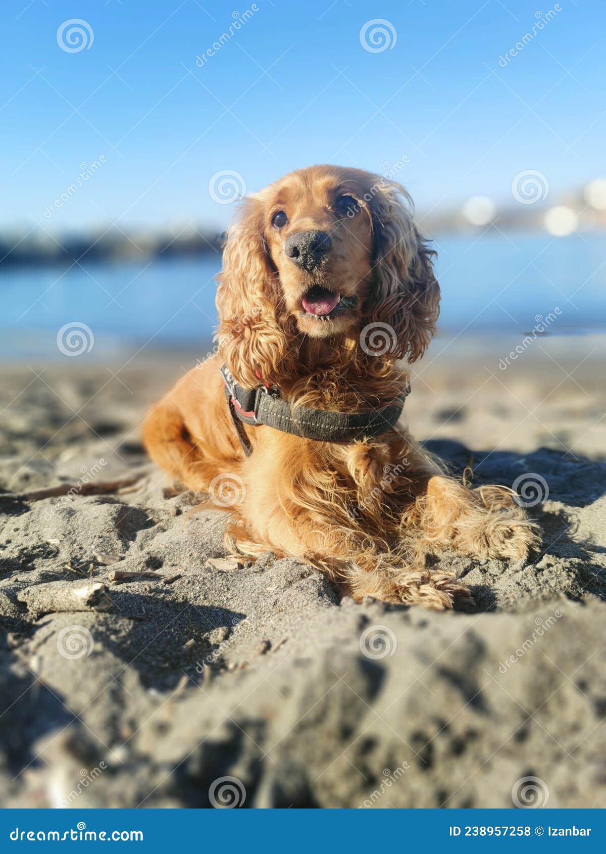 Happy Cocker Spaniel Sitting Stock Photography | CartoonDealer.com ...