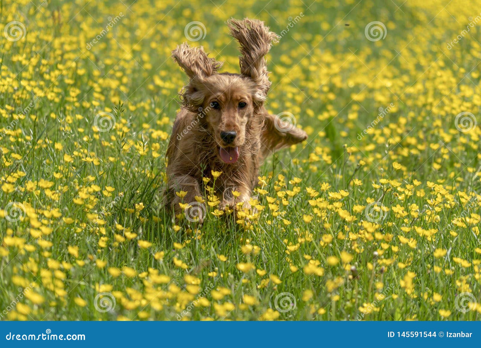 Happy Cocker Spaniel Running in the Yellow Daisy Field Stock Photo ...