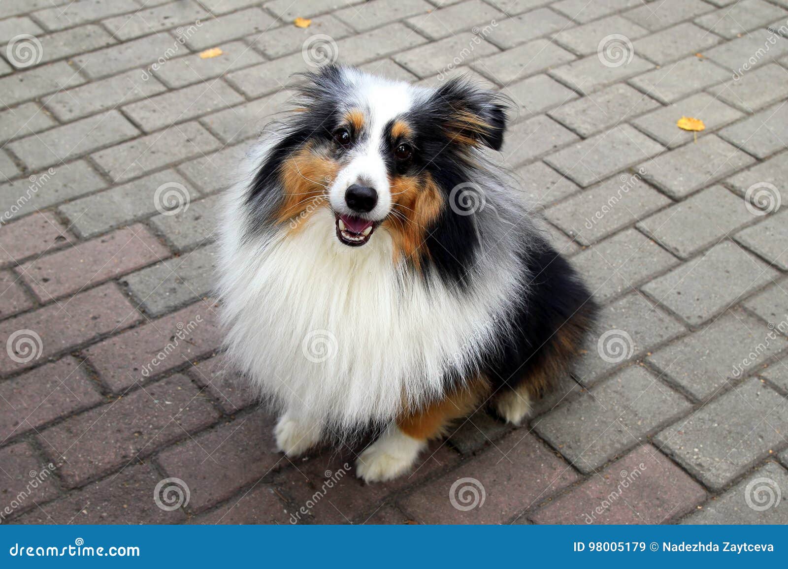 Happy Collie is Walking in a Park. Stock Image - Image of beautiful ...
