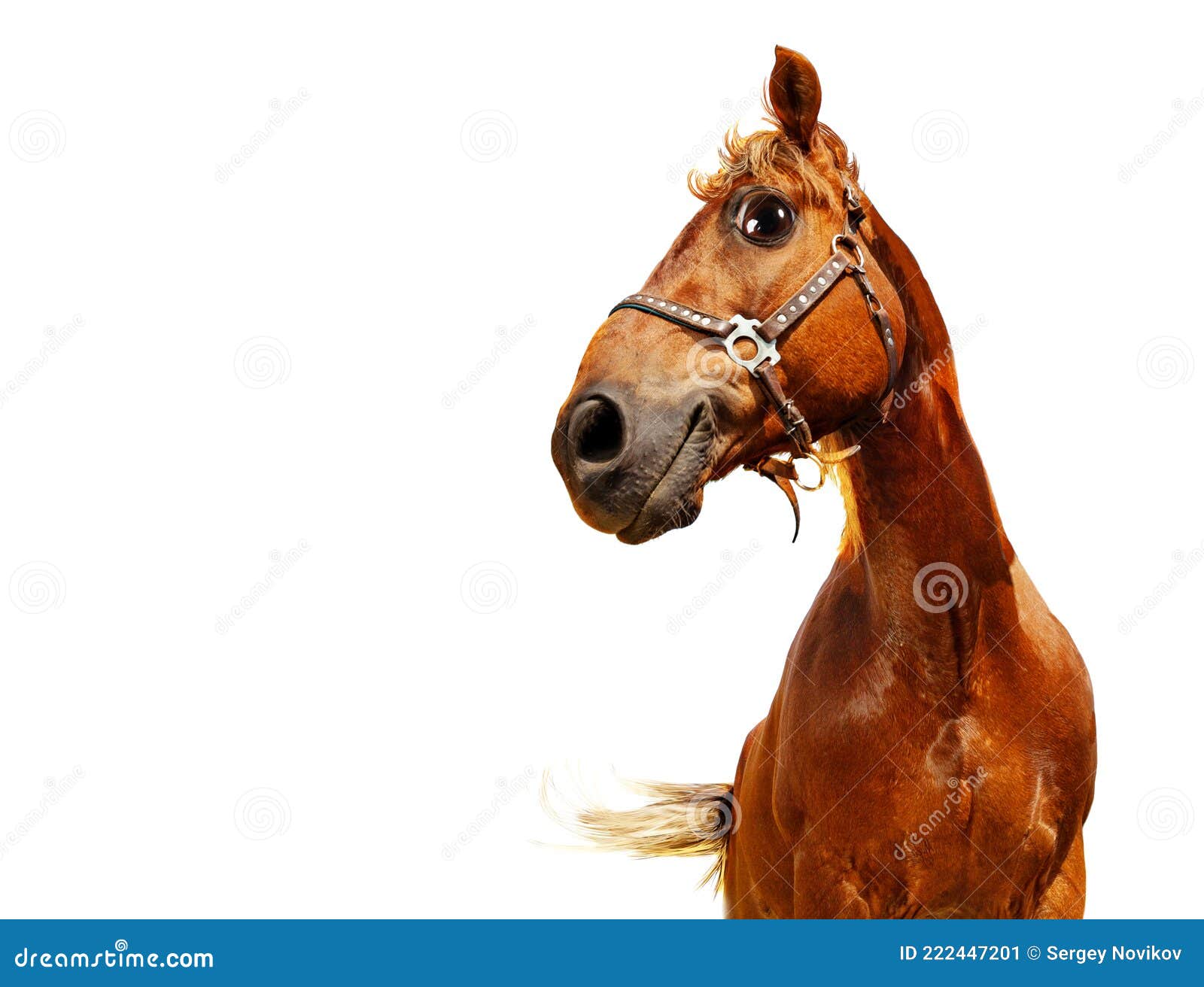 Happy Confident Funny Head of a Horse, Isolated Stock Image - Image of ...