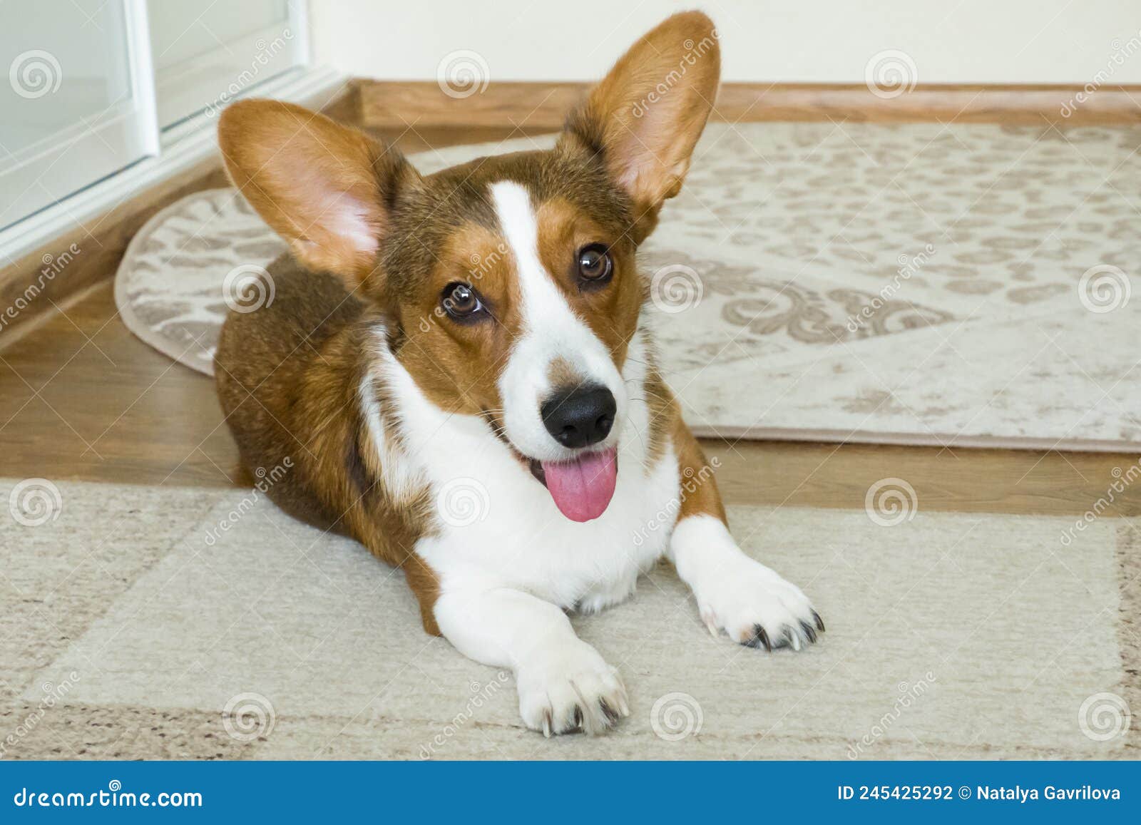 Happy Corgi Looks at the Camera Stock Photo - Image of tongue ...