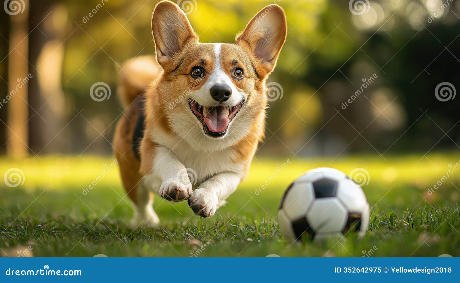 Happy Corgi Playing with a Soccer Ball in a Sunny Park Setting Stock ...
