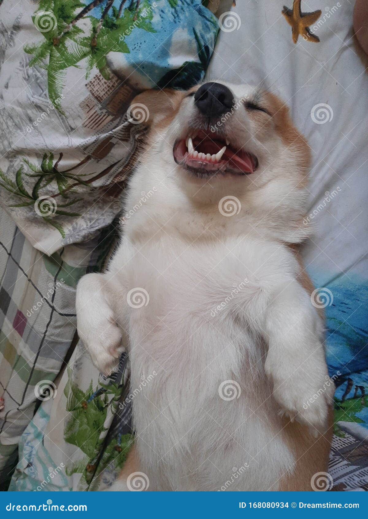 Happy Corgi Smile Sleep Funny Stock Photo - Image of sleep, smile ...