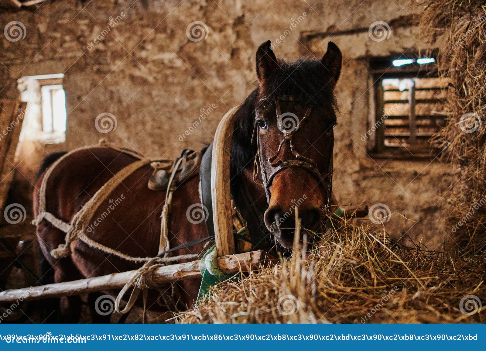 Happy Couple Horse Riding in the Forest. Stock Photo - Image of ...
